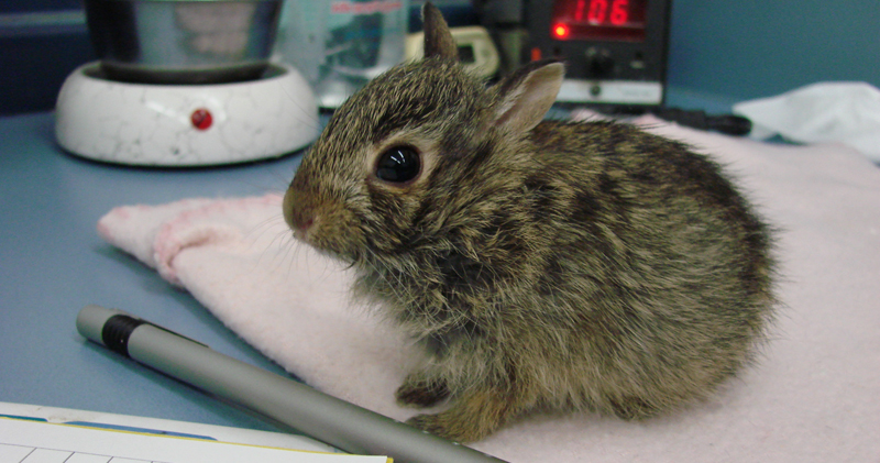 GlobalGiving - 25 Adorable Animals You Can Support Right Now