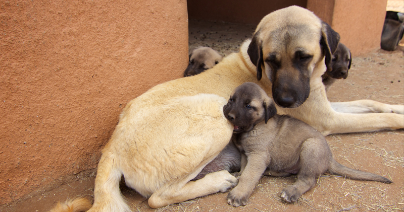 GlobalGiving - 25 Adorable Animals You Can Support Right Now