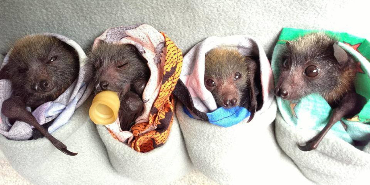 GlobalGiving - 25 Adorable Animals You Can Support Right Now