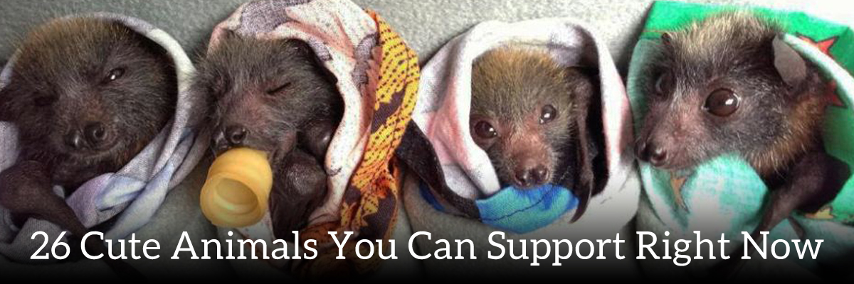 GlobalGiving - 25 Adorable Animals You Can Support Right Now