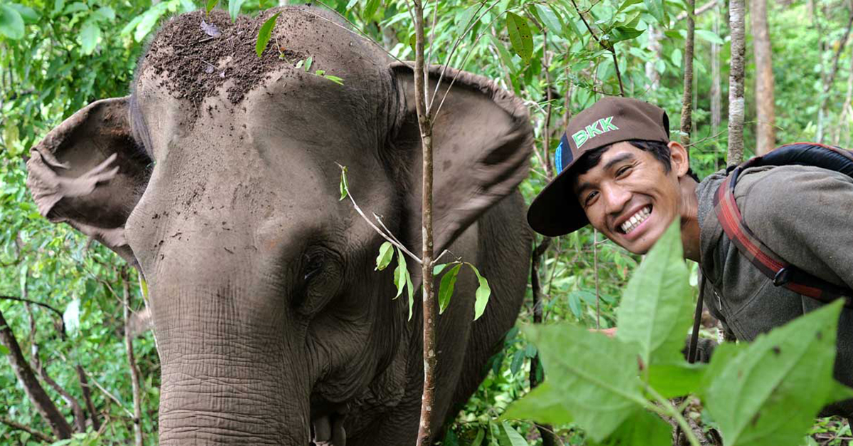 Elephant Study Records Behavior of Rescued Herd