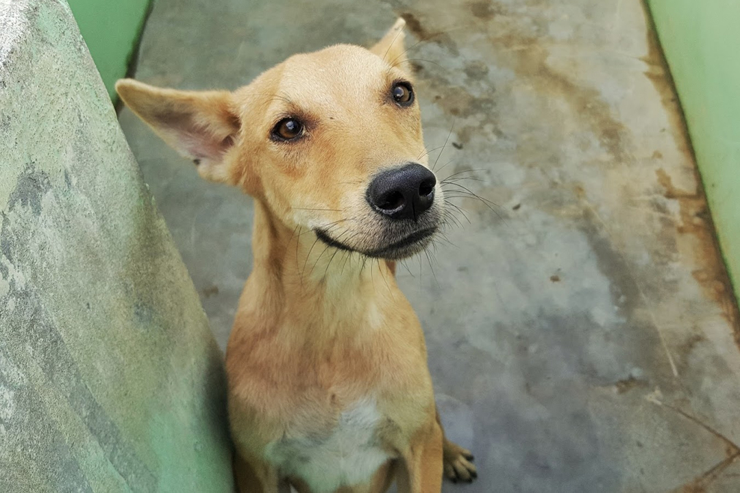 Learn - GlobalGiving