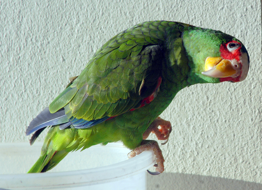 10 Adorable Animals Guaranteed To Make You Grin