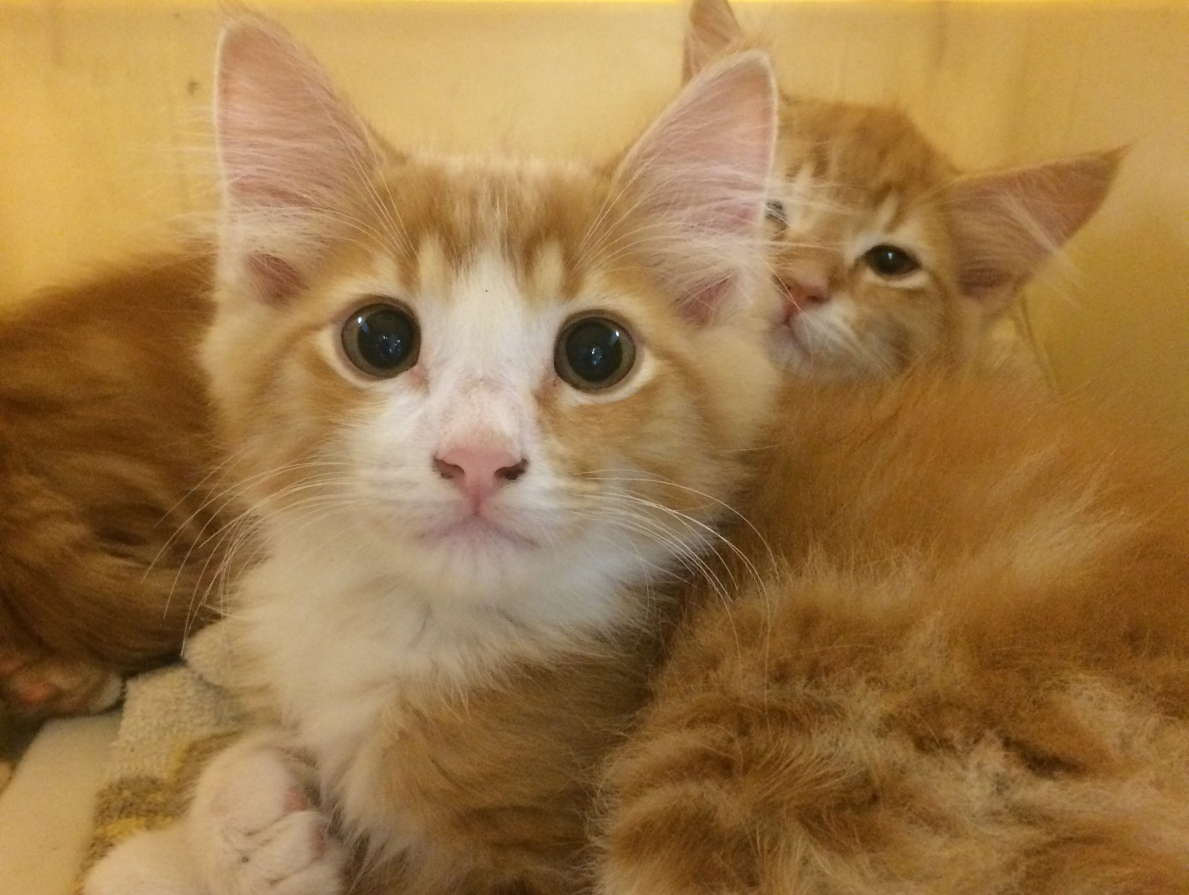 10 Adorable Animals Guaranteed To Make You Grin