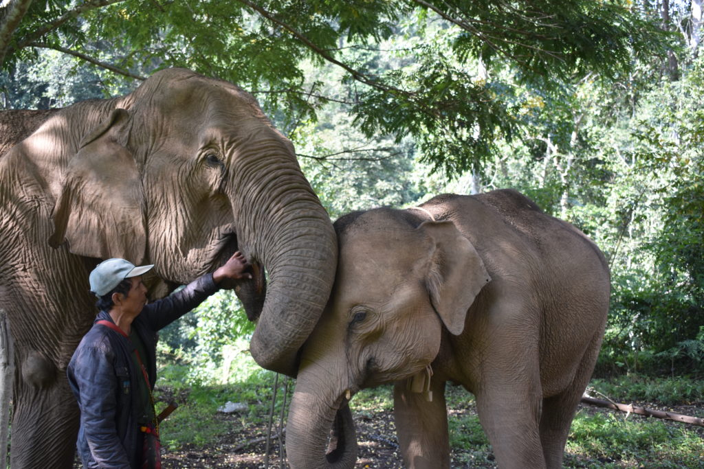 Wildlife Facts That Will Inspire You | GlobalGiving | Learn Library