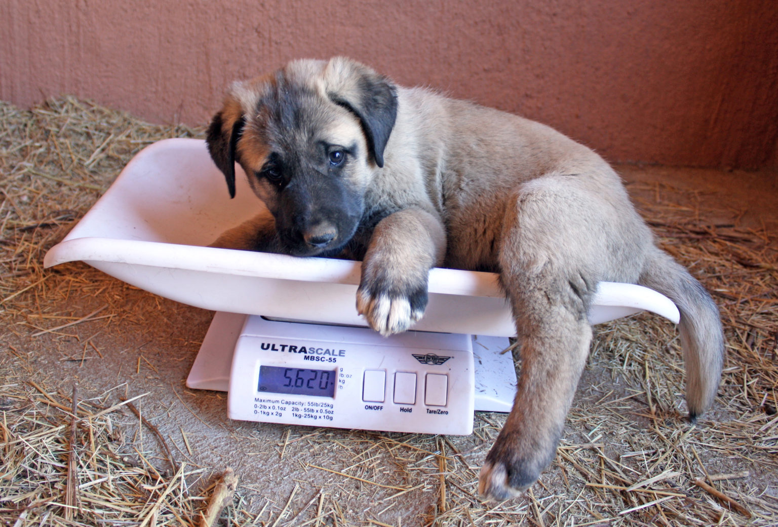 5 Animal Photos + Captions To Make You Chuckle | GlobalGiving