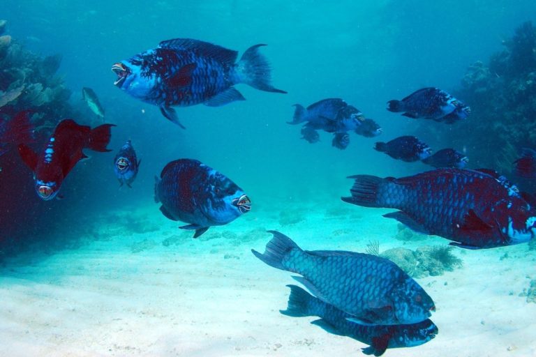 Fascinating Sea Creatures You'll Fall For Today