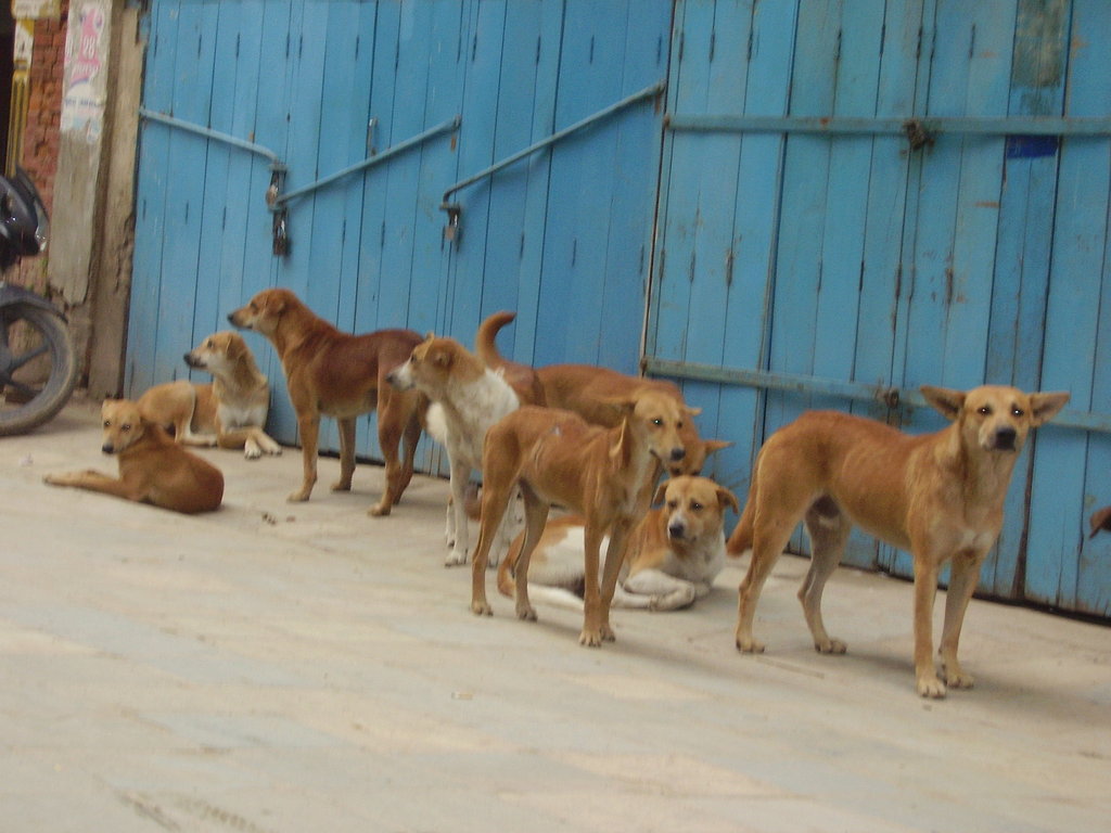 Vaccinate 55000 stray dogs against rabies in Nepal - GlobalGiving