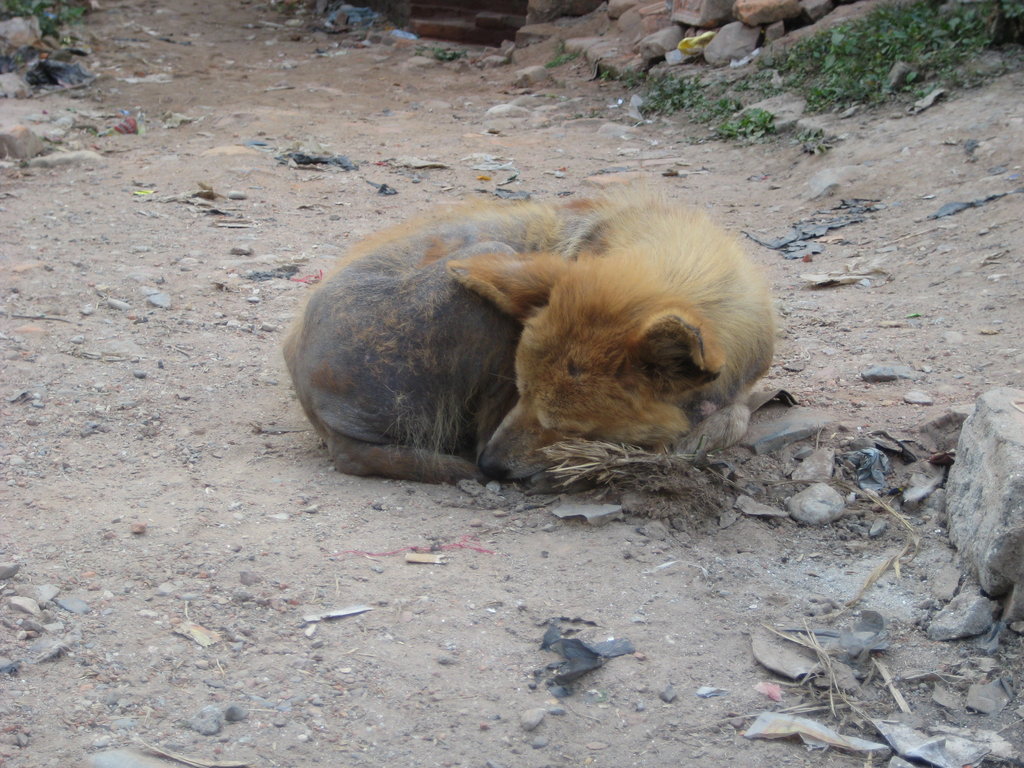 Vaccinate 55000 stray dogs against rabies in Nepal - GlobalGiving