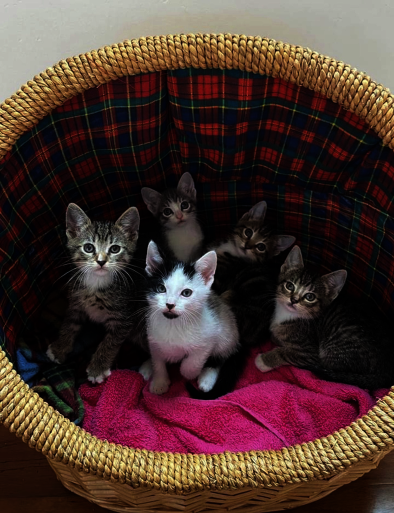 Donate to Cat AdopTion Service