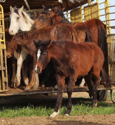 Rescue 50 Horses From Slaughter! - GlobalGiving