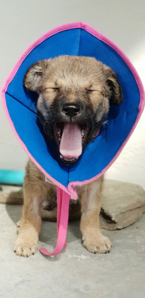 Help Street Dogs in Dharamsala and Save Lives - GlobalGiving