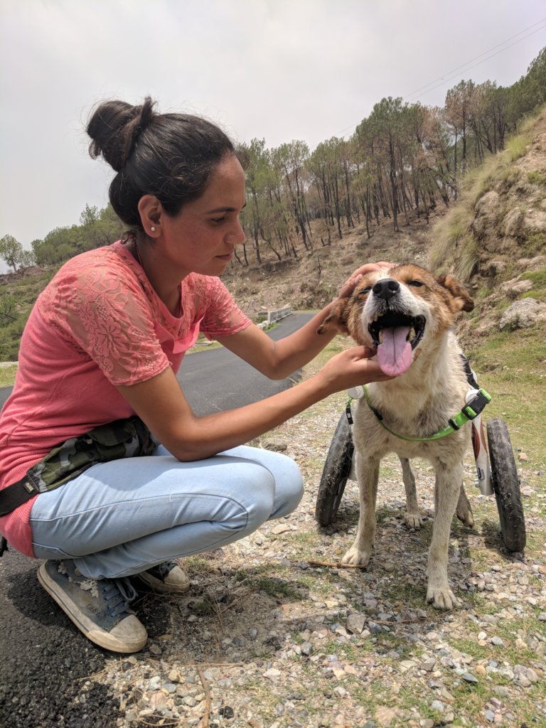 Help Street Dogs in Dharamsala and Save Lives - GlobalGiving