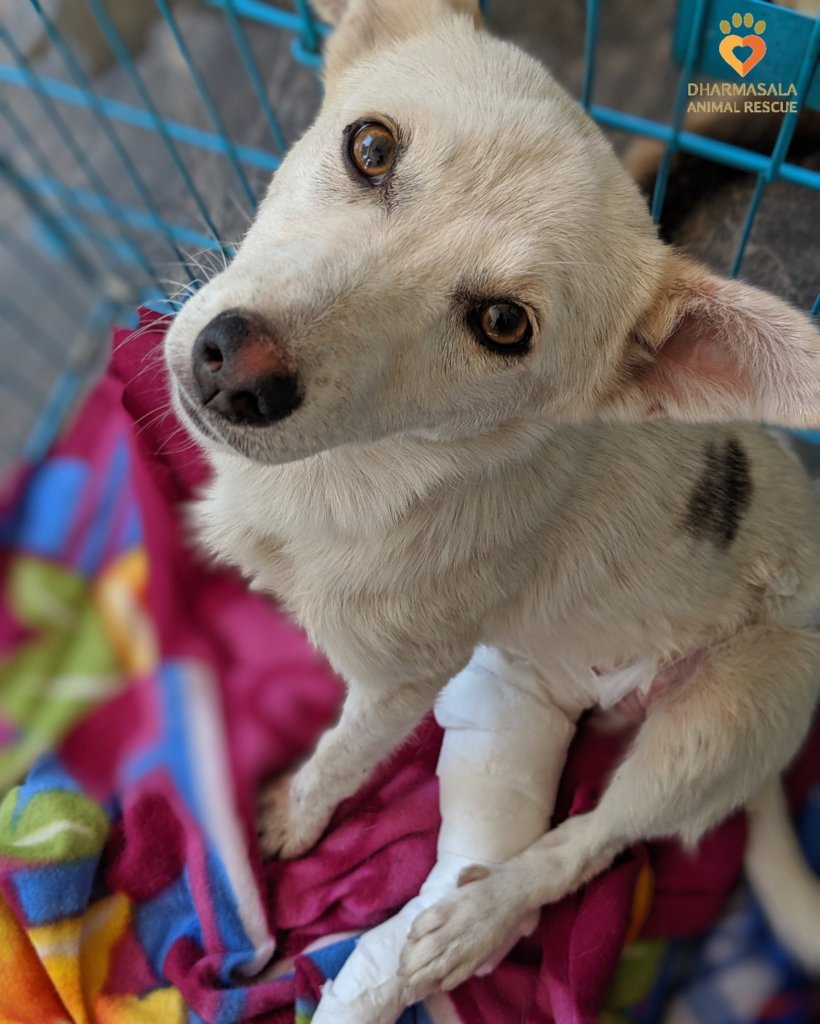 Help Street Dogs in Dharamsala and Save Lives - GlobalGiving