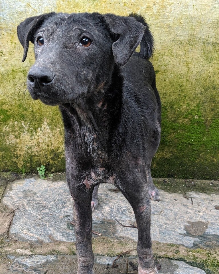 Help Street Dogs in Dharamsala and Save Lives - GlobalGiving