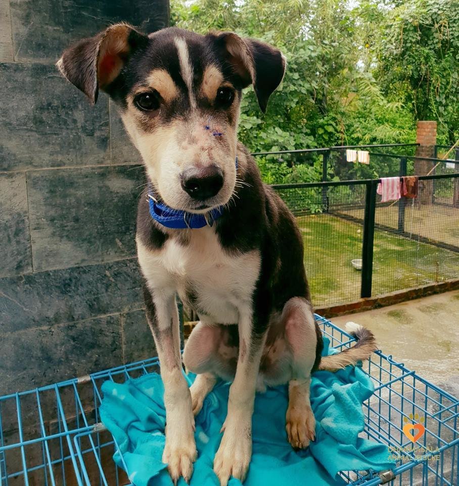 Help Street Dogs in Dharamsala and Save Lives - GlobalGiving