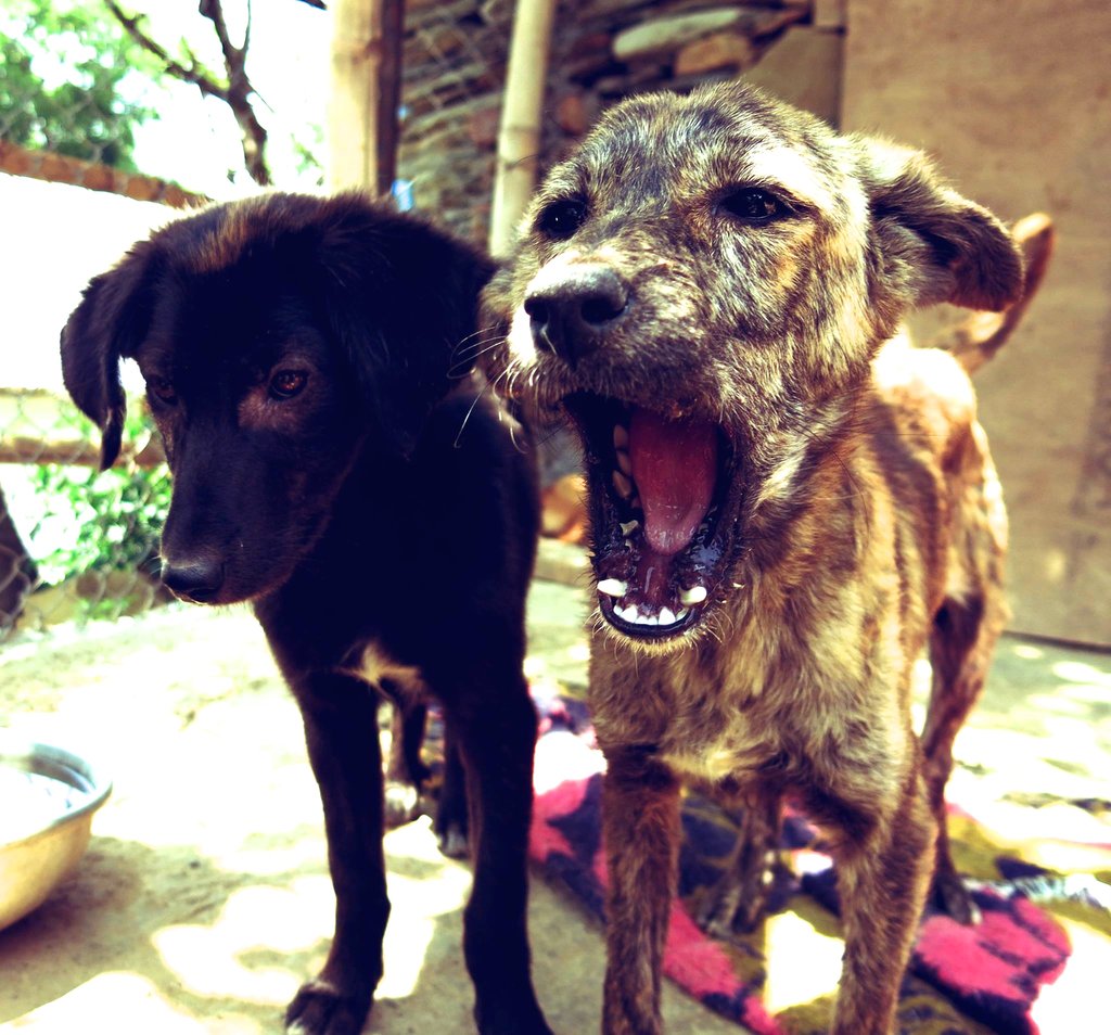 Help Street Dogs in Dharamsala and Save Lives - GlobalGiving