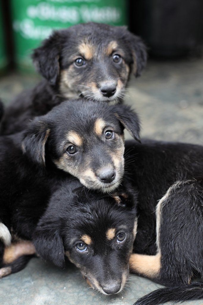 Help Street Dogs in Dharamsala and Save Lives - GlobalGiving