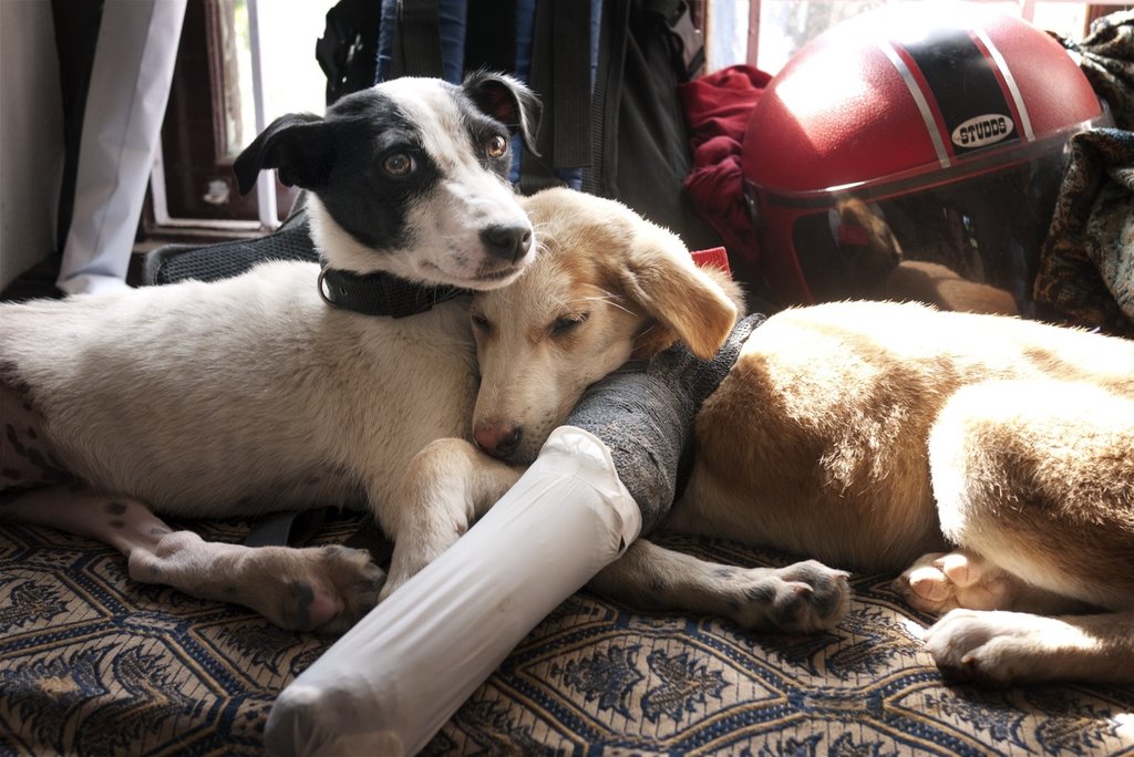 Needed - New Ambulance for Street Animal Rescue - GlobalGiving