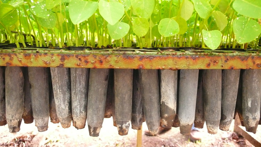 Plant 10,000 Trees in Nicaragua - GlobalGiving