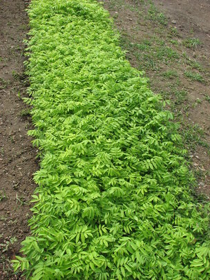 Plant 10,000 Trees in Nicaragua - GlobalGiving