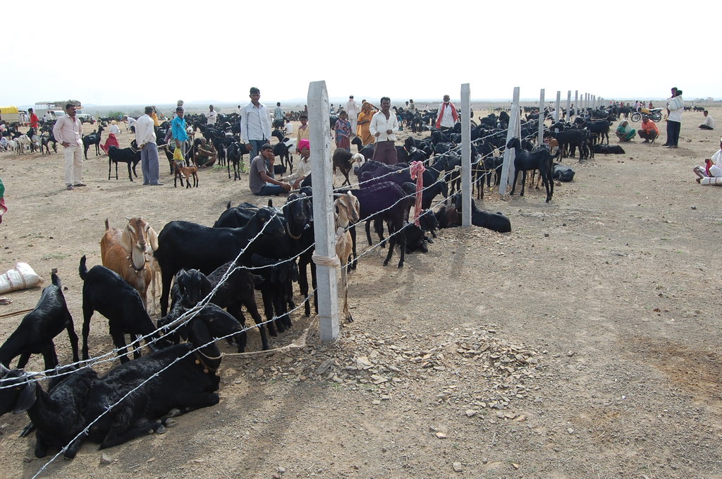 A Hope in Drought : Mann Deshi Cattle Camp - GlobalGiving