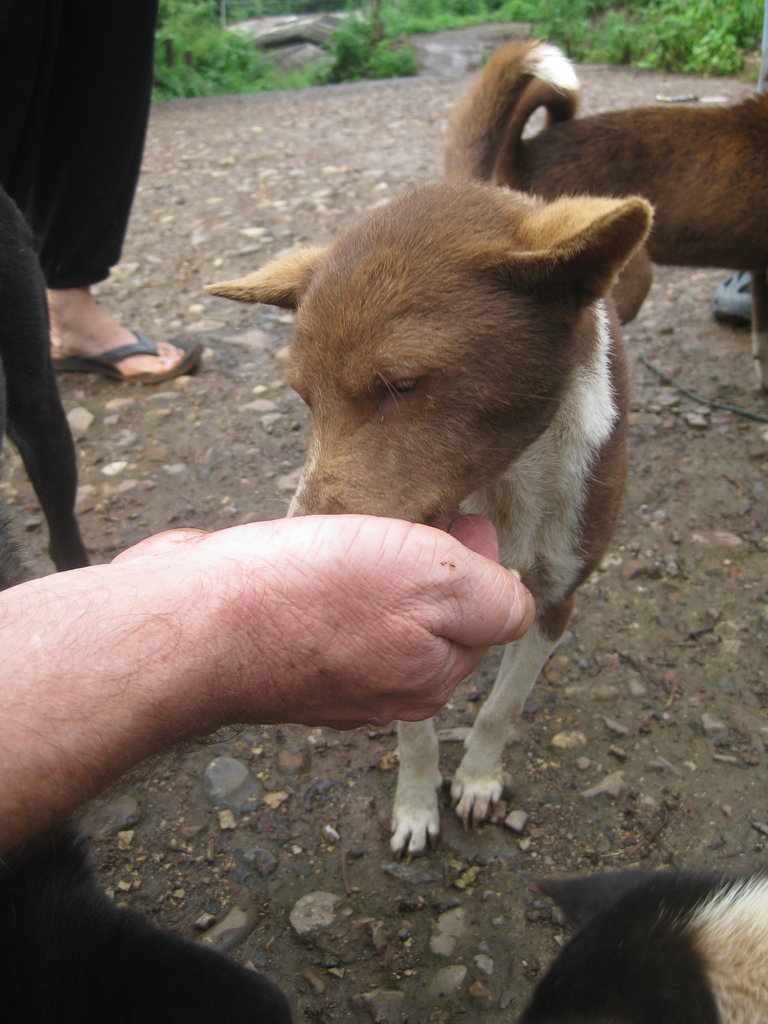Vaccinate and Sterilise Stray Dogs in Thailand - GlobalGiving