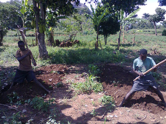 Social Forestry in Uganda: Setting a Precedent - GlobalGiving