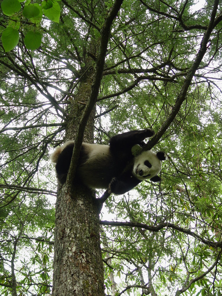 Saving Giant Pandas in China with Earthwatch - GlobalGiving