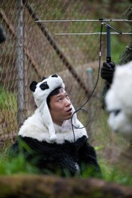 Saving Giant Pandas in China with Earthwatch - GlobalGiving