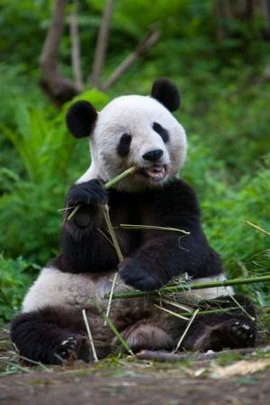 Saving Giant Pandas in China with Earthwatch - GlobalGiving