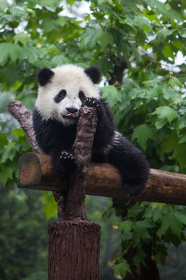 Saving Giant Pandas in China with Earthwatch - GlobalGiving