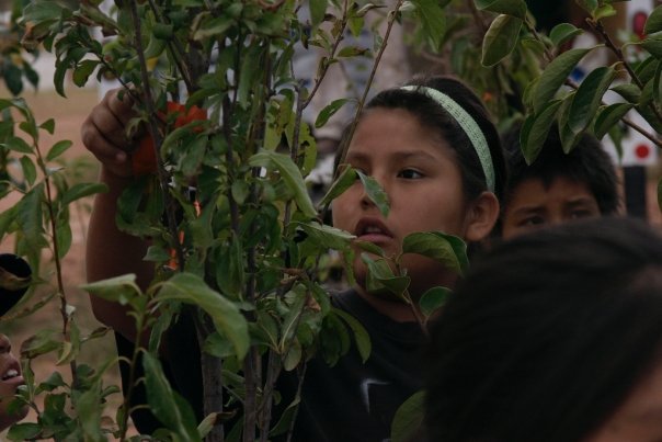 Trees for Tribes - GlobalGiving