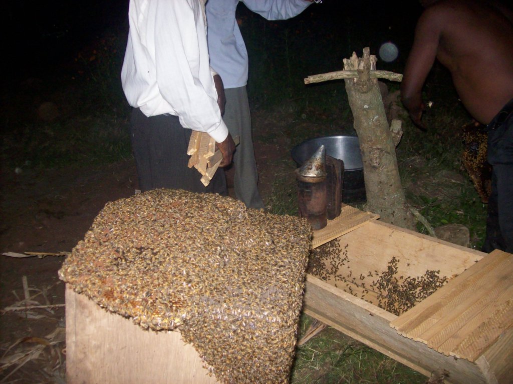 BEE HIVES FOR RURAL FARMERS TO EDUCATE THEIR KIDS - GlobalGiving