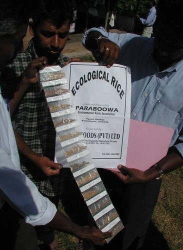 Eco-Friendly Rice: Helping People and Planet - GlobalGiving