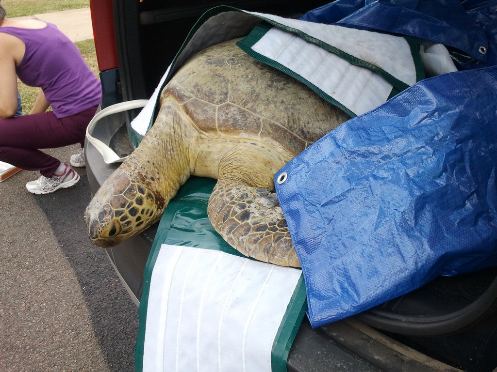 Reports on Save sea turtles on the Great Barrier Reef - GlobalGiving