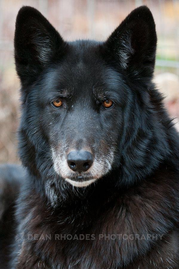 Habitats for Howlers - GlobalGiving