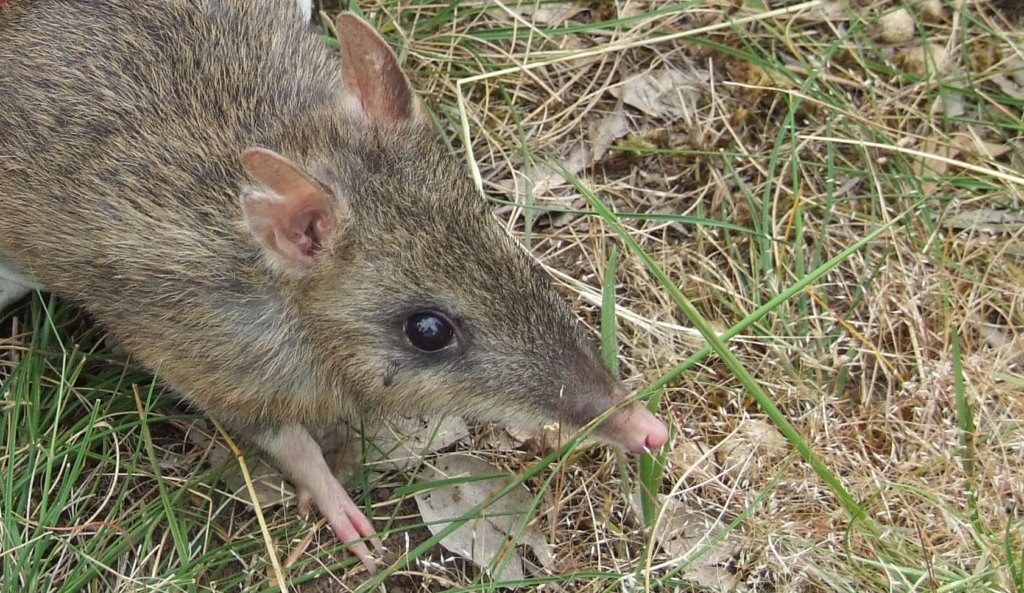 Reports on Help Protect Endangered Bandicoots - GlobalGiving