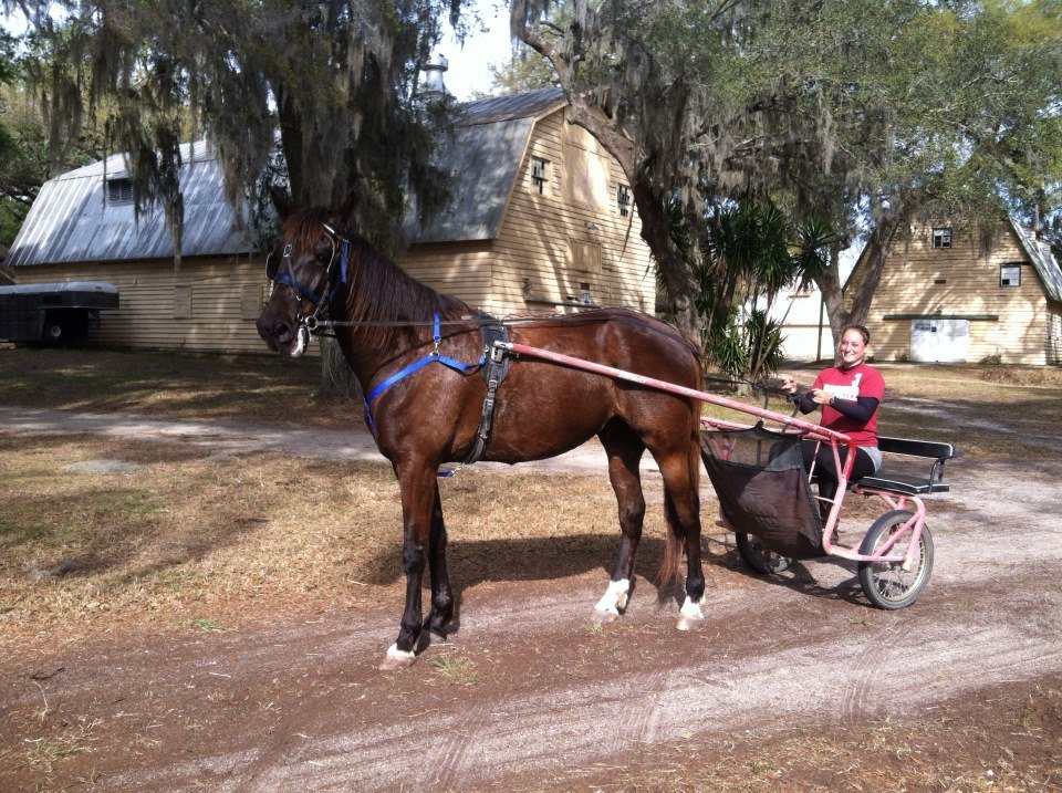 T.R.O.T.T.E.R. (Race horse Rescue & Adoption) - GlobalGiving