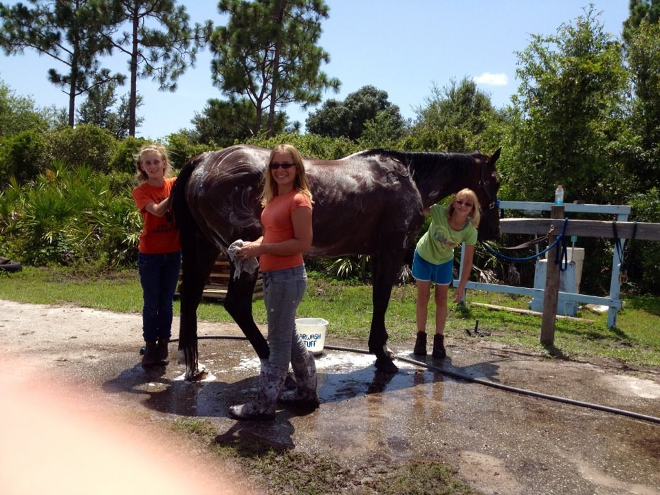 T.R.O.T.T.E.R. (Race horse Rescue & Adoption) - GlobalGiving