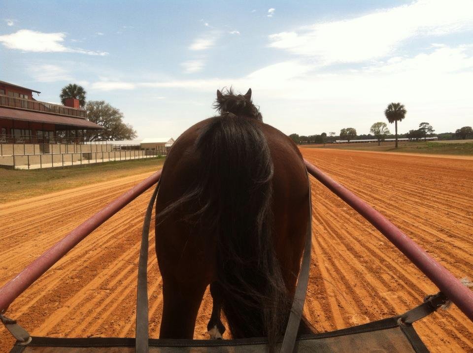 T.R.O.T.T.E.R. (Race horse Rescue & Adoption) - GlobalGiving