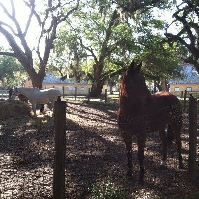 T.R.O.T.T.E.R. (Race horse Rescue & Adoption) - GlobalGiving