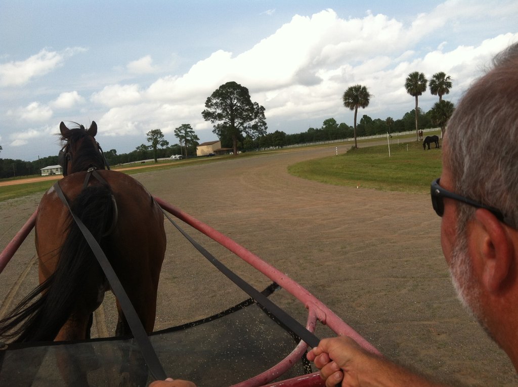 T.R.O.T.T.E.R. (Race horse Rescue & Adoption) - GlobalGiving