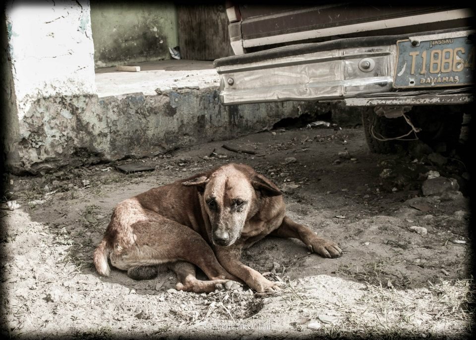 Spay/Neuter 2,000 Stray Dogs & Cats in The Bahamas - GlobalGiving