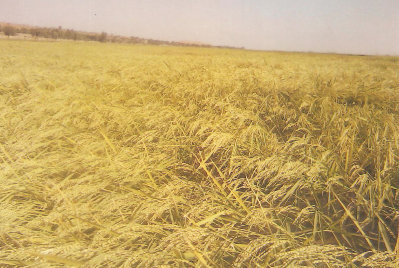 Reports on Help 30 Hungry Villages in Gao-Mali Grow Food NOW ...