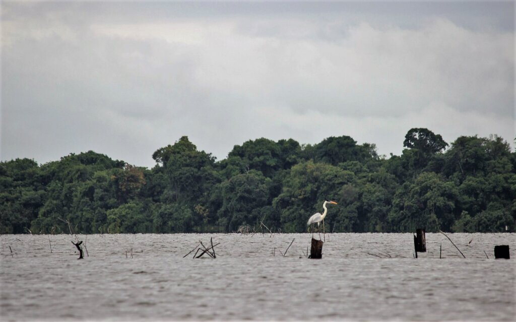 Reports On Empower Indigenous Brazilians To Save Their Amazon