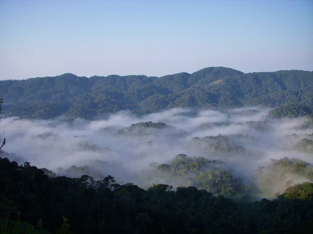 Restore a Forest in Rwanda - GlobalGiving