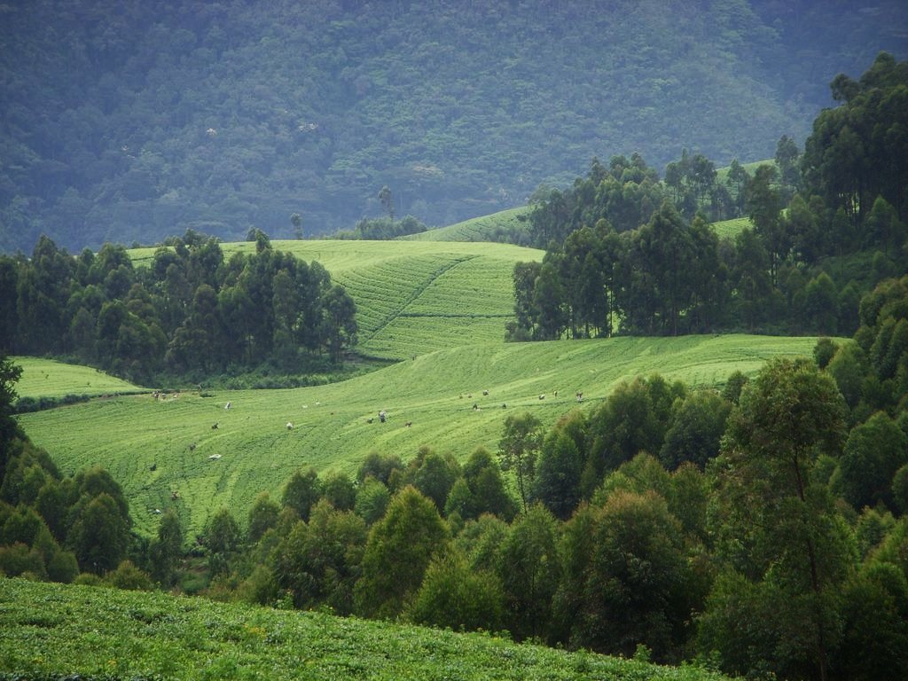 Restore a Forest in Rwanda - GlobalGiving