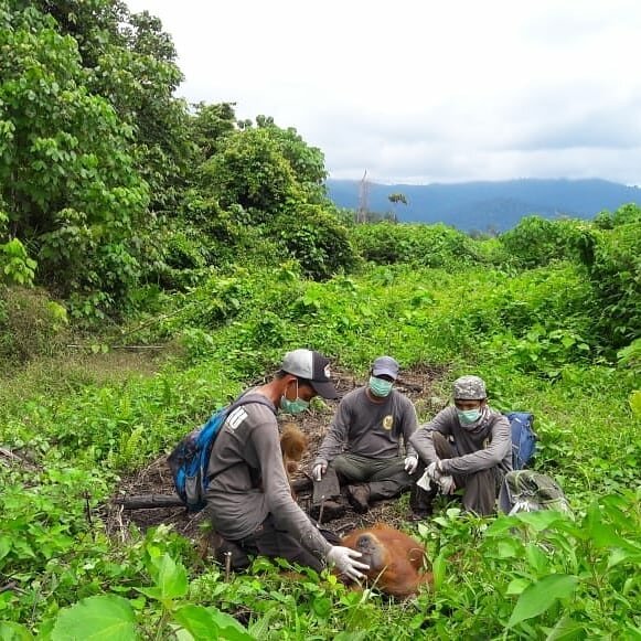 Photos from Orangutan Rescue: On the frontline in Sumatra - GlobalGiving