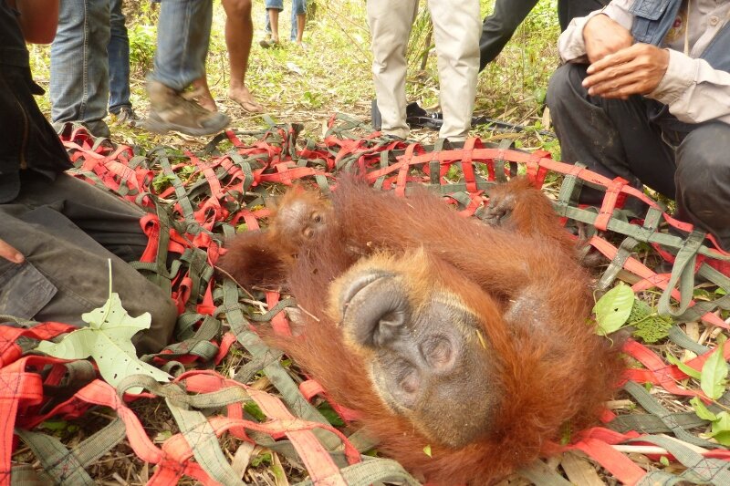 Photos from Orangutan Rescue: On the frontline in Sumatra - GlobalGiving